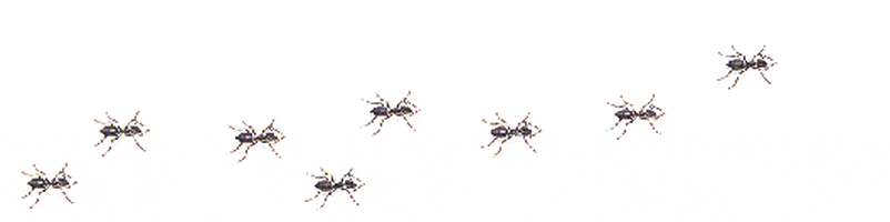 Ants GIF - Find & Share on GIPHY
