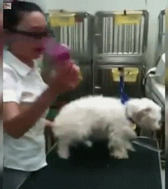 Dog Grooming Gifs