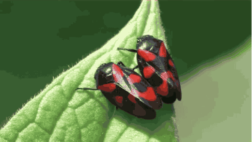 Insect GIFs - Find & Share on GIPHY