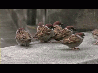 Bird GIF - Find & Share on GIPHY
