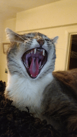 Yawningcat Gifs Find Share On Giphy