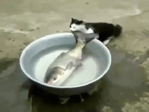 Funny Cat Gif Find Share On Giphy