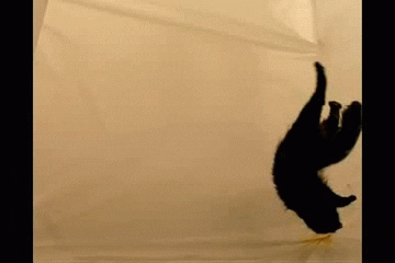 Cats In Zero Gravity Gif