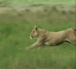 Running GIF - Find & Share on GIPHY