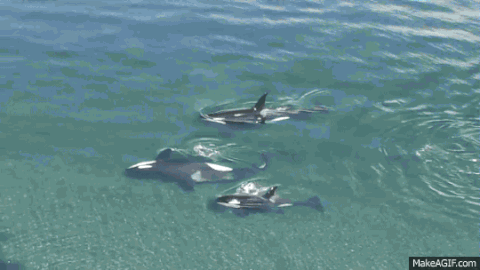 Orca GIF - Find & Share on GIPHY