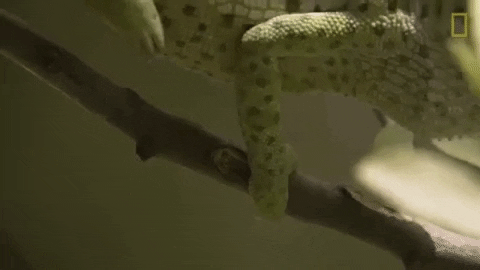 National Geographic Chameleon GIF by Nat Geo Wild - Find & Share on GIPHY