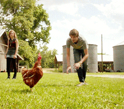 Damn Chickens GIFs - Find & Share on GIPHY