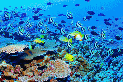 Ecology GIF - Find & Share on GIPHY