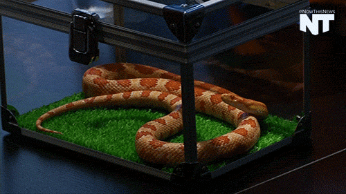 Breaking News GIF by NowThis - Find & Share on GIPHY