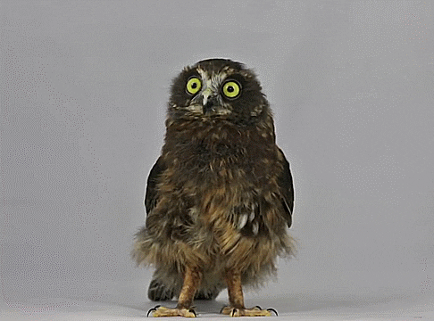 Early Bird Gets The Worm Gif