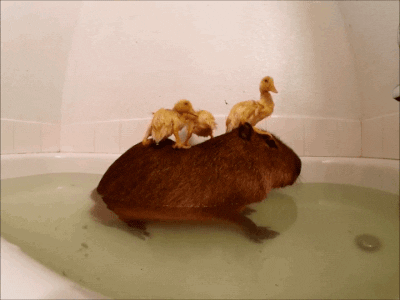 Swimming with a capybara : r/gifs