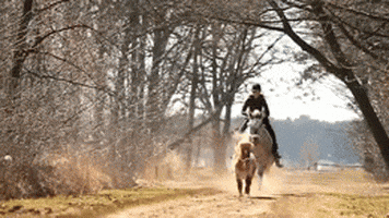 Horse Galloping GIF - Find & Share on GIPHY