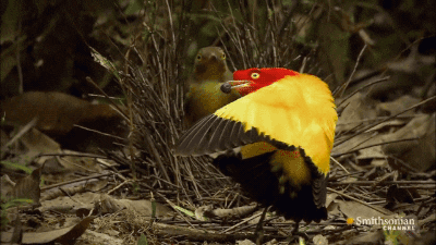 Dance Bird GIF - Find & Share on GIPHY