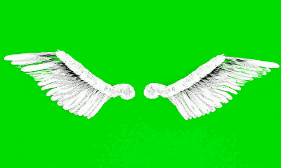 Wings GIF - Find & Share on GIPHY