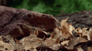 Biology Fungi GIF - Find & Share on GIPHY