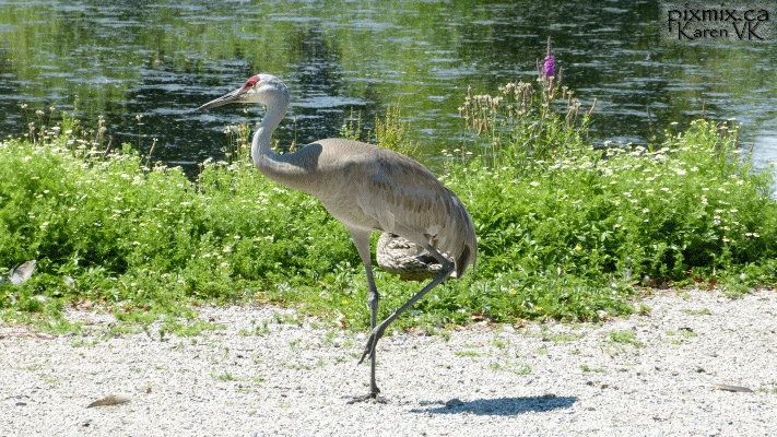 Crane GIF - Find & Share on GIPHY