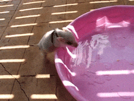 Pig Snort GIFs - Get the best GIF on GIPHY