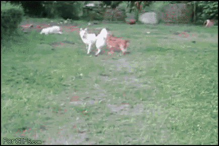 Dogs Playing GIF - Find & Share on GIPHY