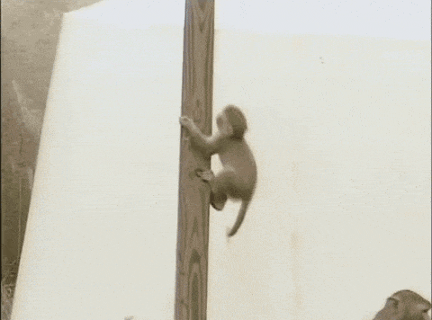 Monkey Spirit GIF - Find & Share on GIPHY