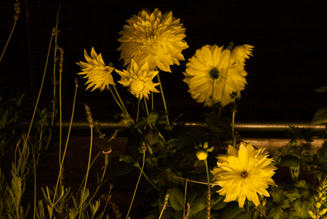 Photos Plant GIF - Find & Share on GIPHY