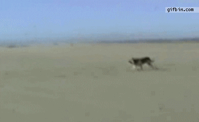 Dog Running GIF - Find & Share on GIPHY