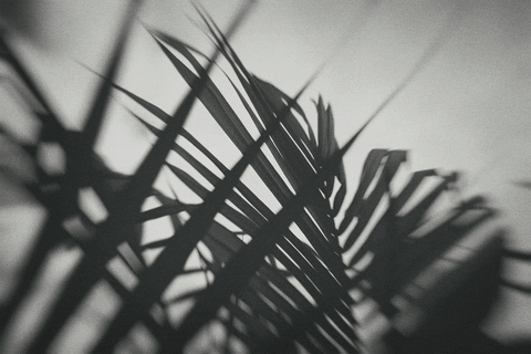 Palm Trees Plants GIF by Robert Matejcek - Find & Share on GIPHY