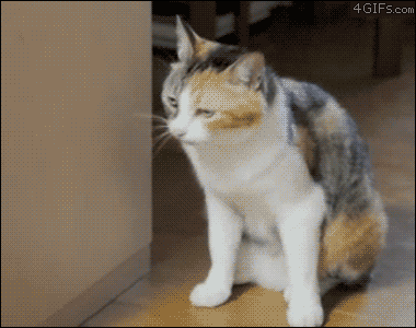 Tired Cat GIF - Find & Share on GIPHY