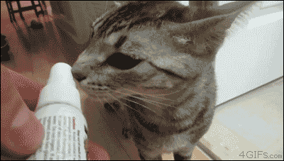 Scared Cat GIF - Find & Share on GIPHY