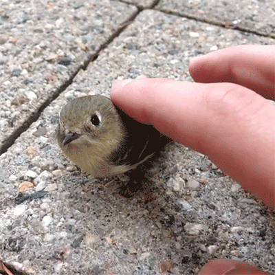 Bird GIF - Find & Share on GIPHY