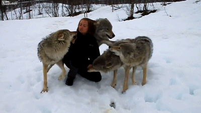 Funny Wolves Faces GIFs - Find & Share on GIPHY