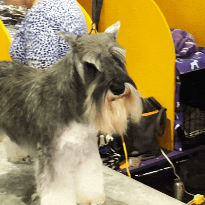 Dog Show GIF by Westminster Kennel Club - Find & Share on GIPHY