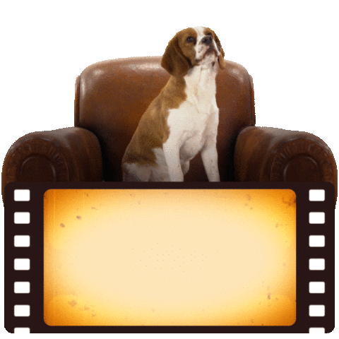 Universal Pictures Dog Sticker by A Dog's Journey for iOS & Android | GIPHY
