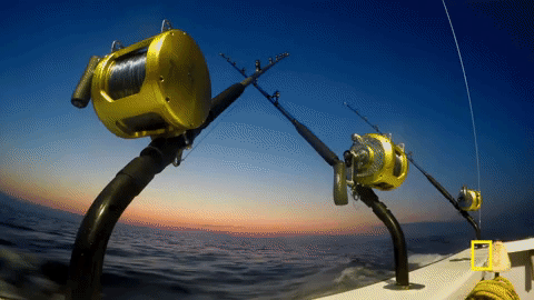 Wicked Tuna GIF by National Geographic Channel - Find & Share on GIPHY