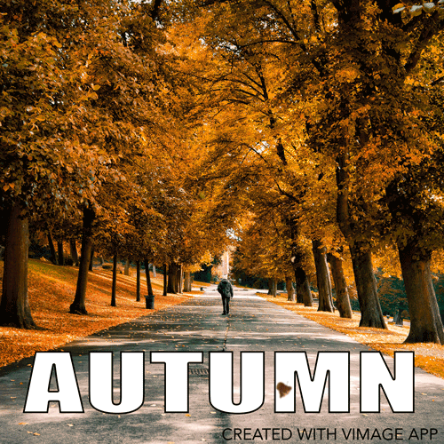 Fall Forest GIF by vimage app - Find & Share on GIPHY