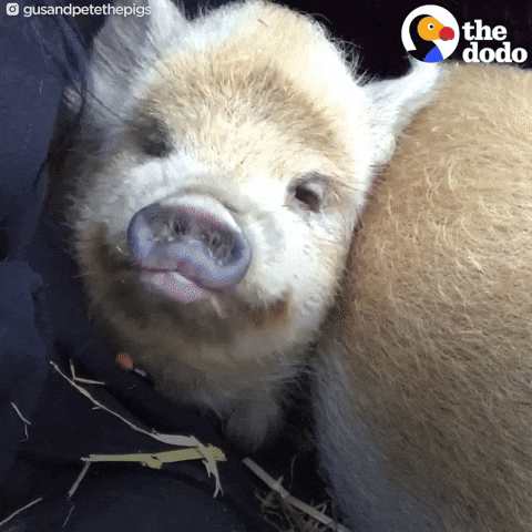 Pigs Piglets GIF by The Dodo - Find & Share on GIPHY