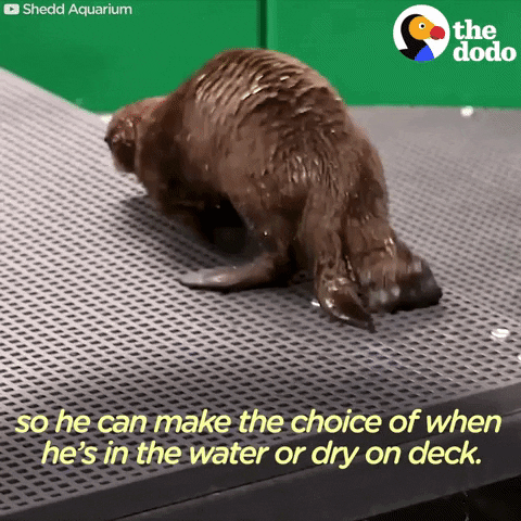 Sea Otters GIF by The Dodo - Find & Share on GIPHY