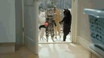 Cat Cats With Thumbs GIF - Find & Share on GIPHY