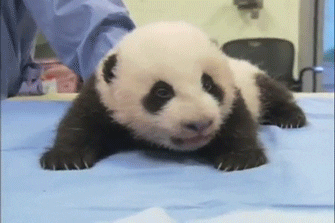 Baby Panda GIF - Find & Share on GIPHY