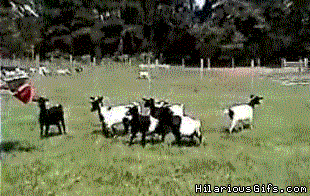 Farm GIF - Find & Share on GIPHY