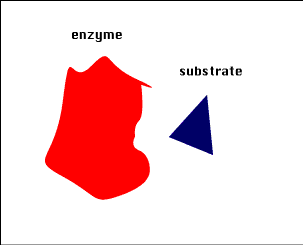 Enzyme GIFs - Find & Share on GIPHY