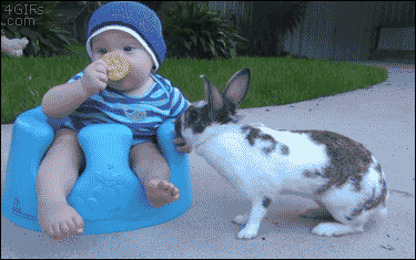 Bunny GIF - Find & Share on GIPHY