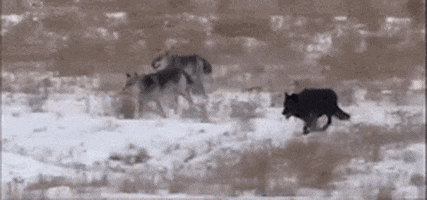 The Wolfpack Wolf GIF - Find & Share on GIPHY