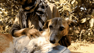 Dog Rescue GIF - Find & Share on GIPHY