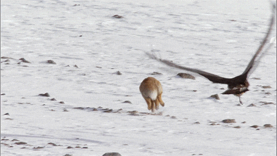 Fox GIF - Find & Share on GIPHY