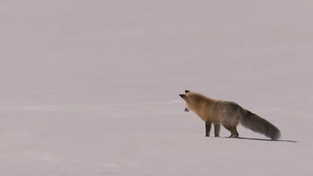Fox Hunting GIF - Find & Share on GIPHY