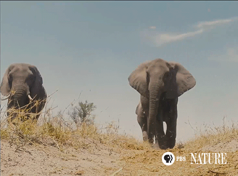 Elephants GIF - Find & Share on GIPHY