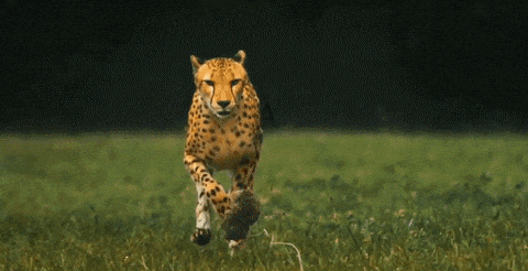 Motion Running GIF - Find & Share on GIPHY