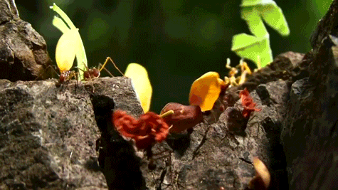 Leafcutter Ants GIFs - Find & Share on GIPHY
