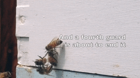 Fighting Bee GIFs - Find & Share on GIPHY