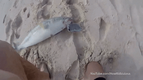 GIF by Mashable - Find & Share on GIPHY